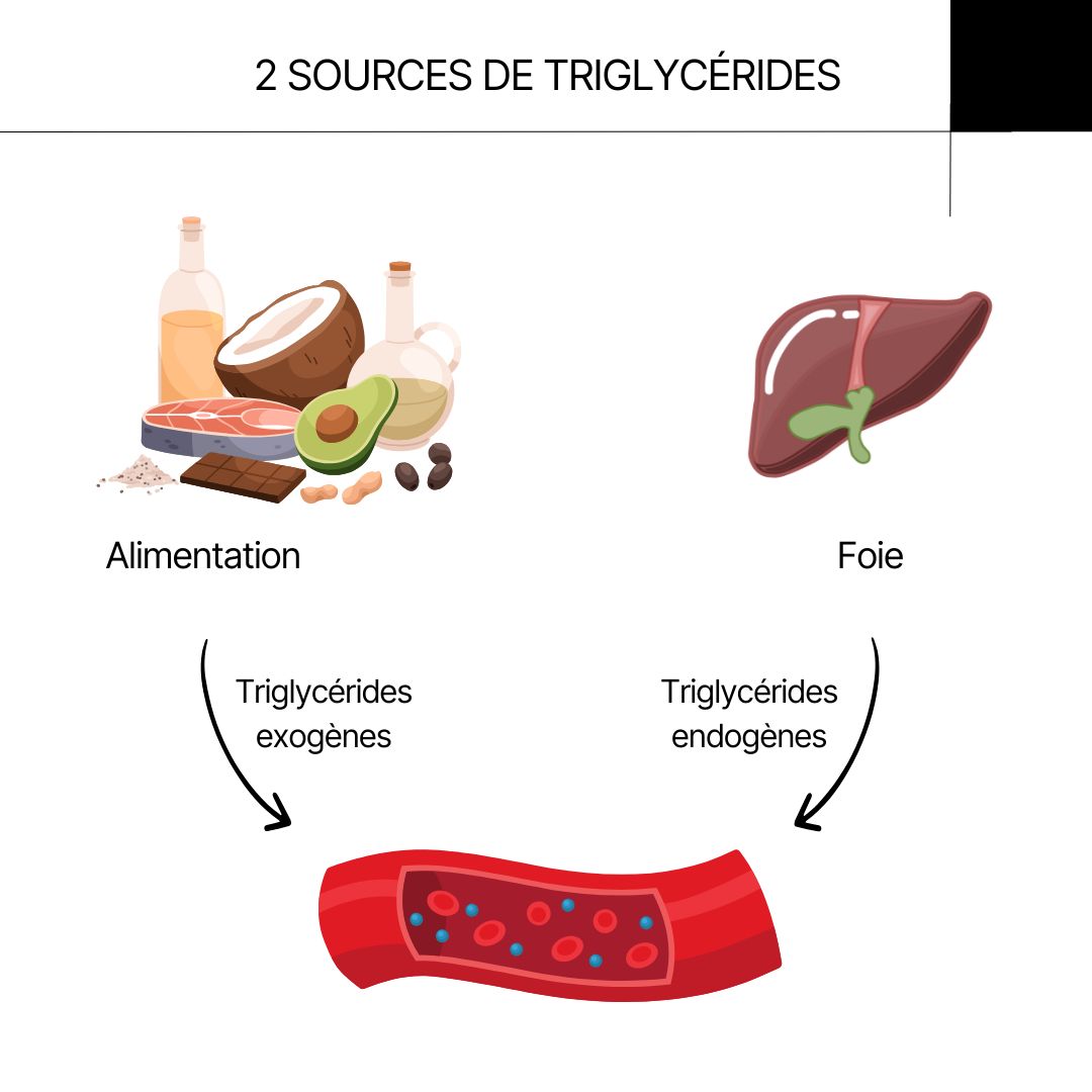 Triglycérides, quand s’inquiéter